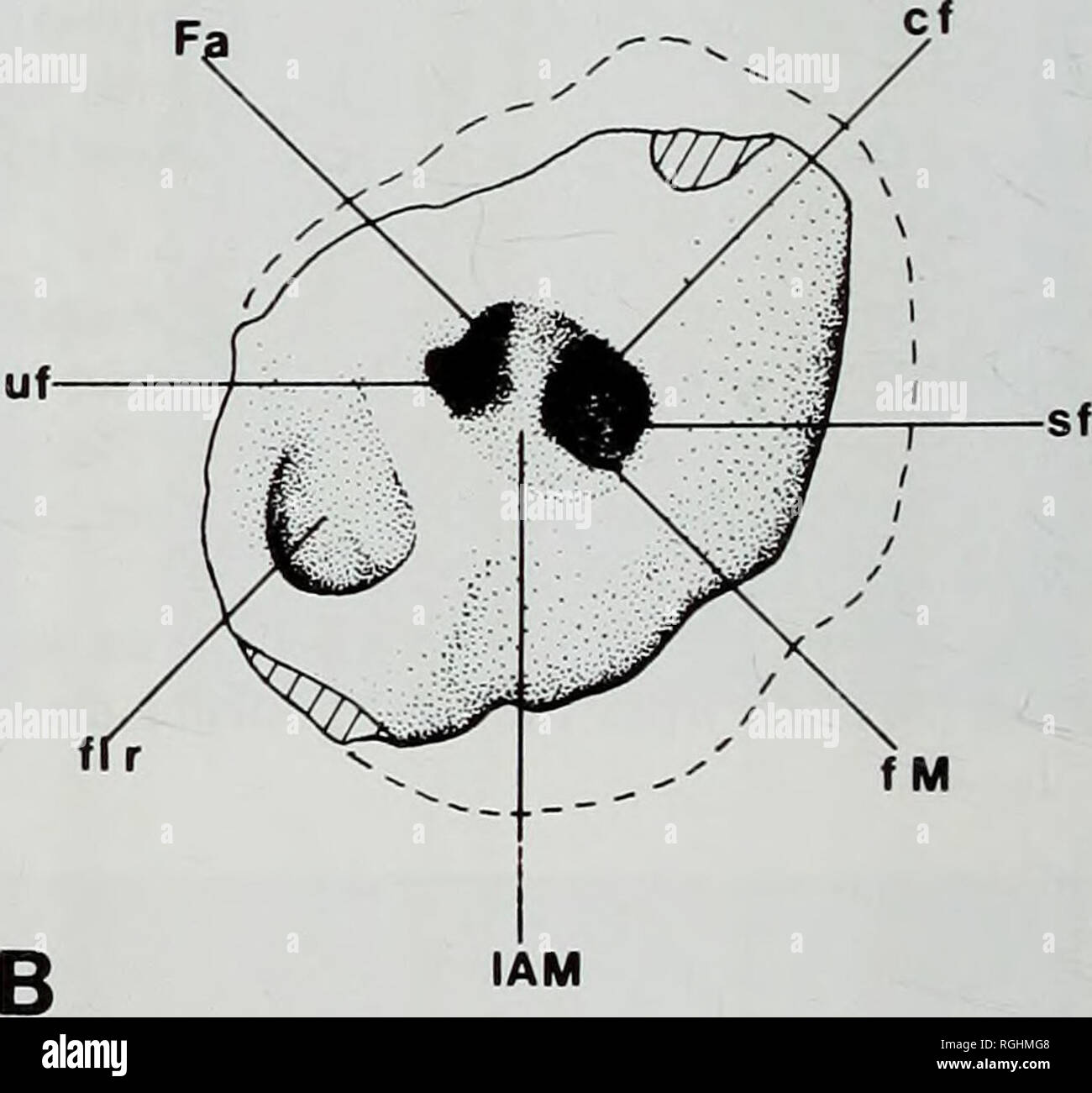 Hiatus Of Facial Canal