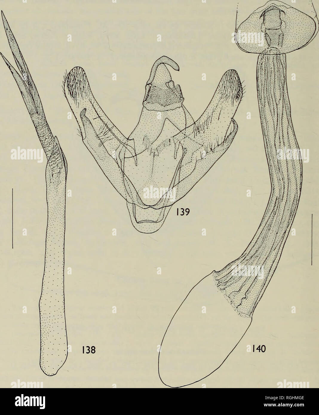 Buff veins hi-res stock photography and images - Alamy