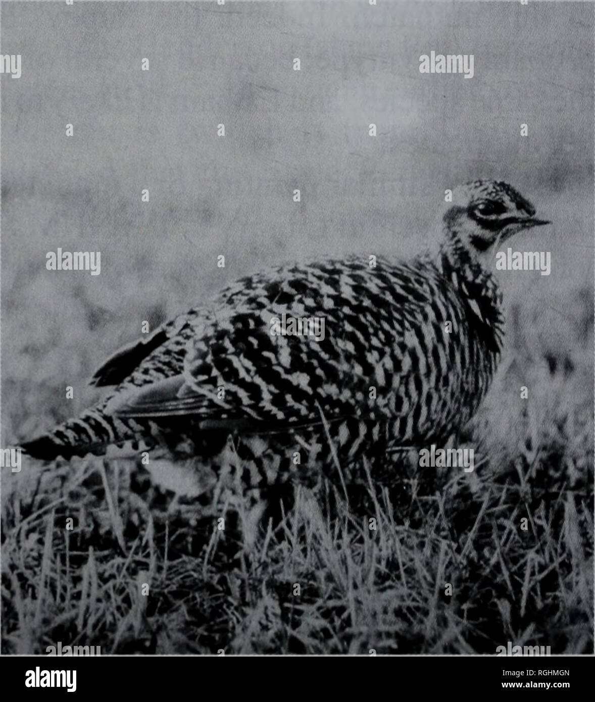 Heath hen martha's vineyard hi-res stock photography and images - Alamy