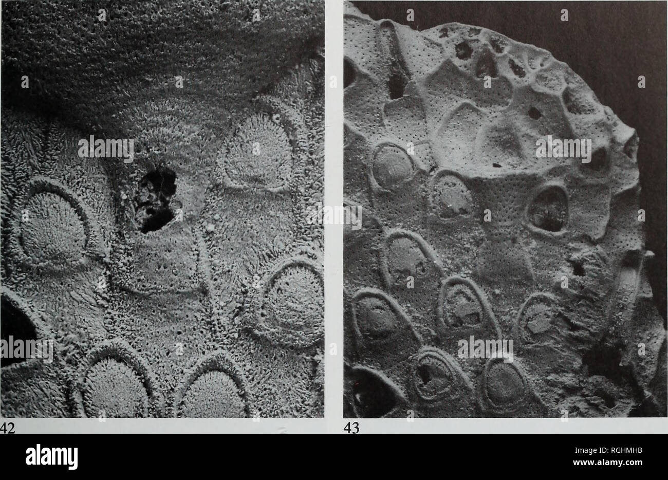 Gonozooid hi-res stock photography and images - Alamy