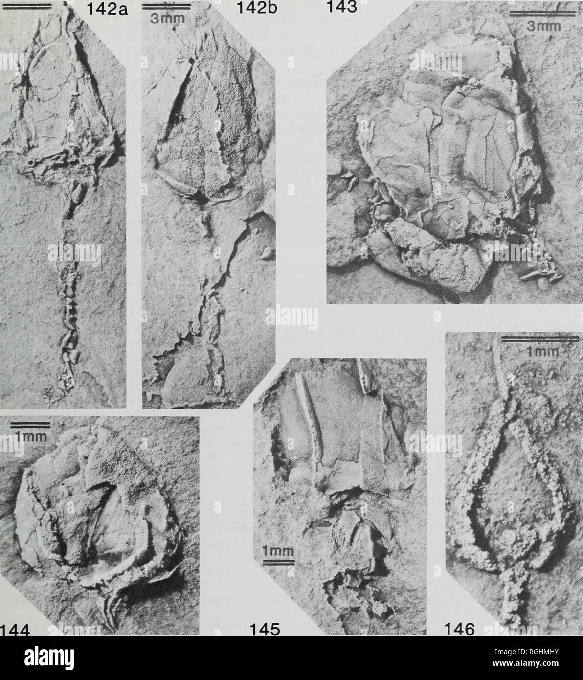 Balanocystites hi-res stock photography and images - Alamy