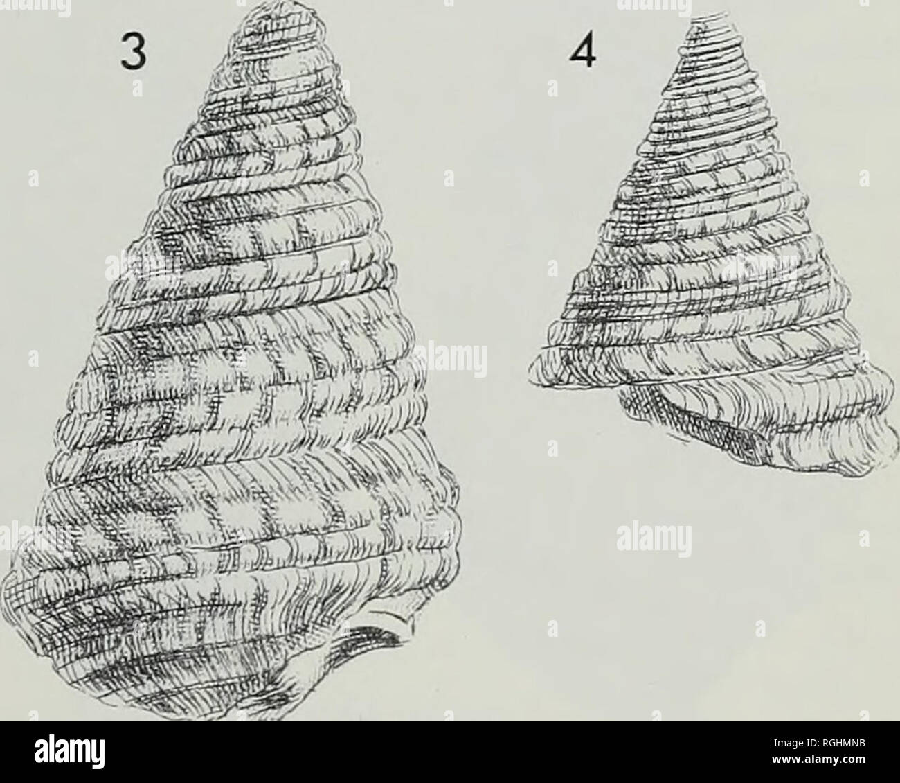 Conoideum hi-res stock photography and images - Alamy