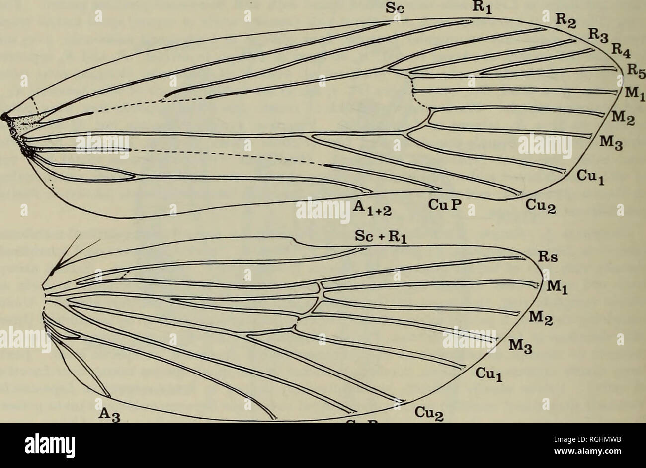 Sclerotization hi-res stock photography and images - Alamy