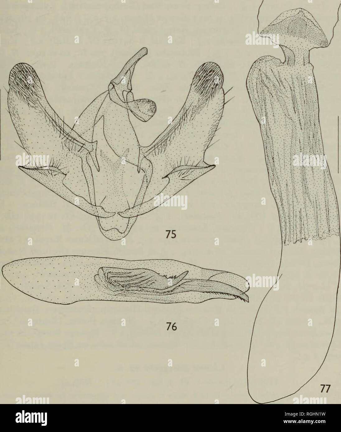 . Bulletin of the British Museum (Natural History) Entom Supp. REVISION ...