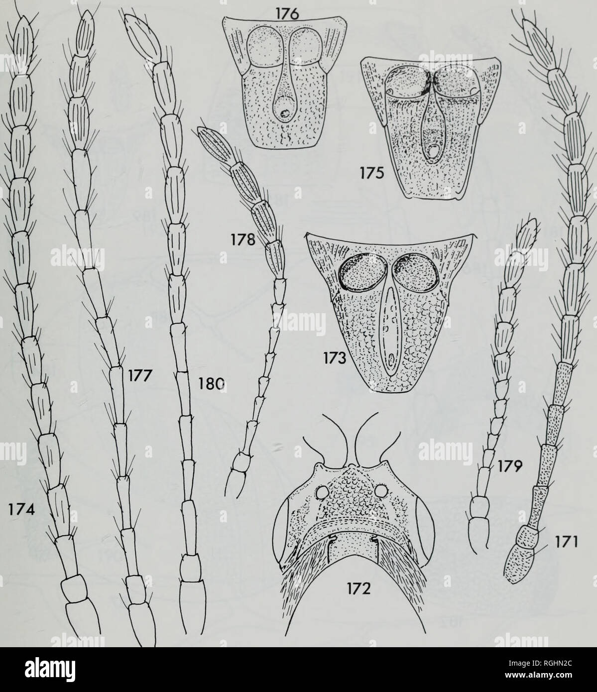 Figs 172 174 hi-res stock photography and images - Alamy