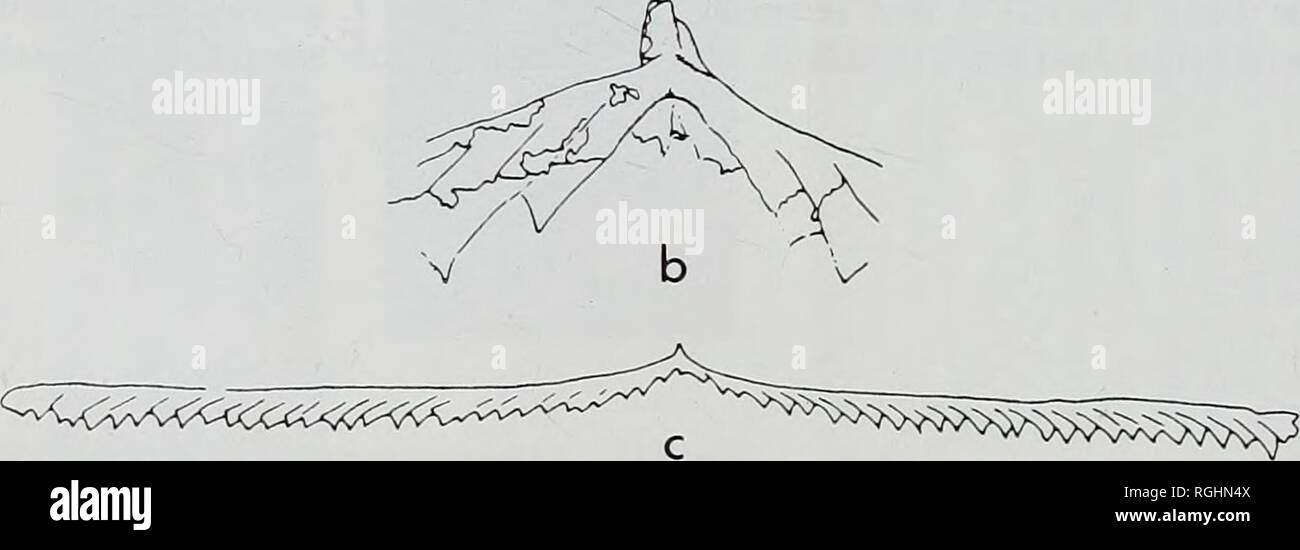 Phyllograptus hi-res stock photography and images - Alamy