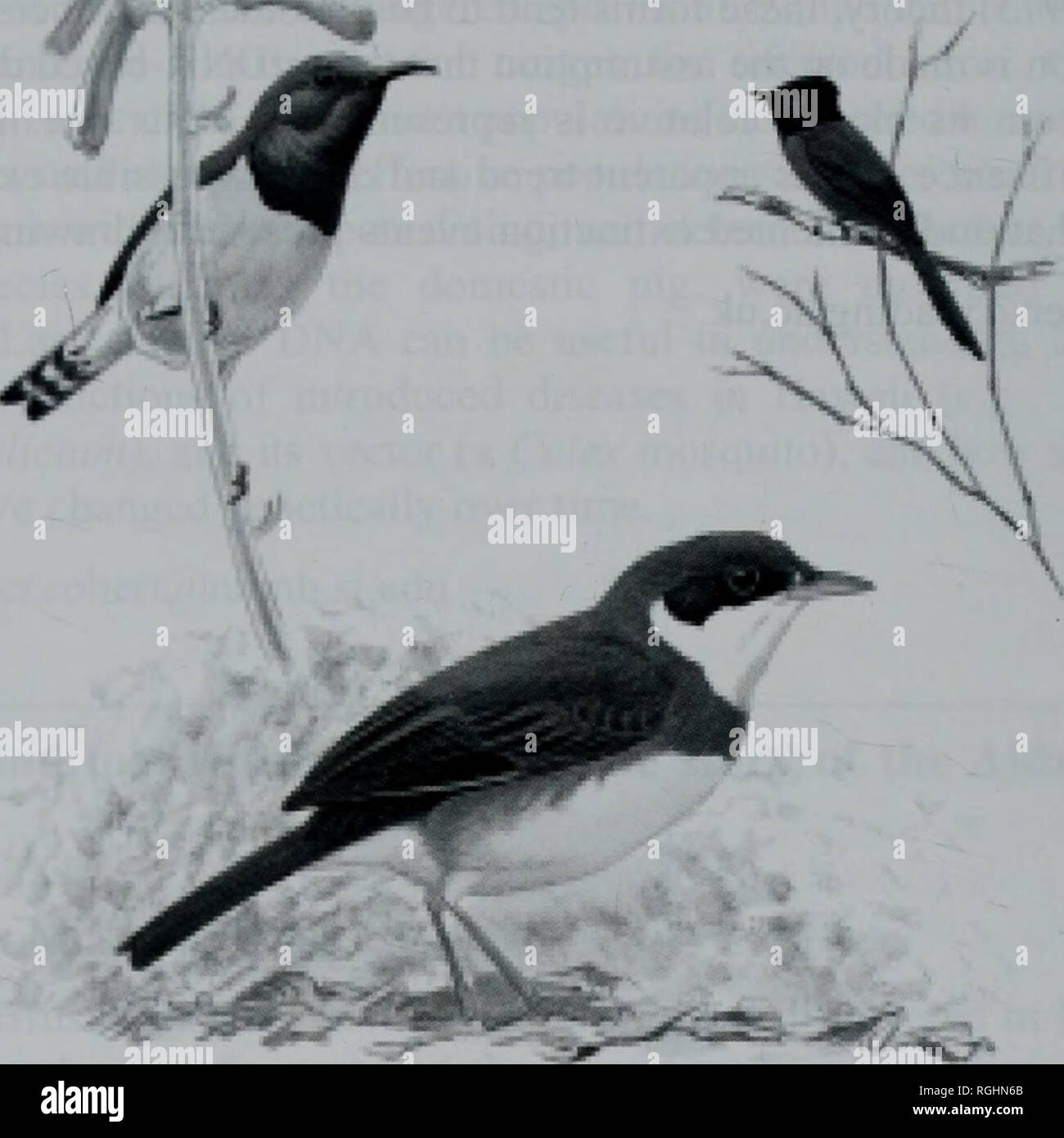 . Bulletin of the British Ornithologists' Club. 62 Bull. B.O.C. 2006 ...