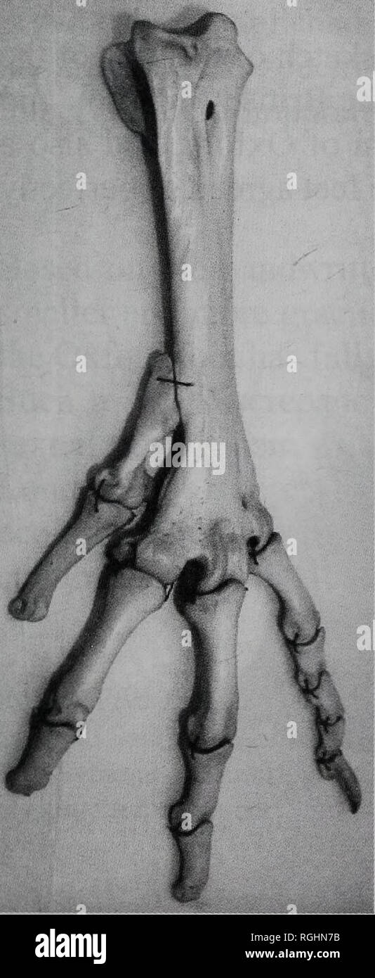 . Bulletin of the British Ornithologists' Club. Figure 3. Head prior to ...