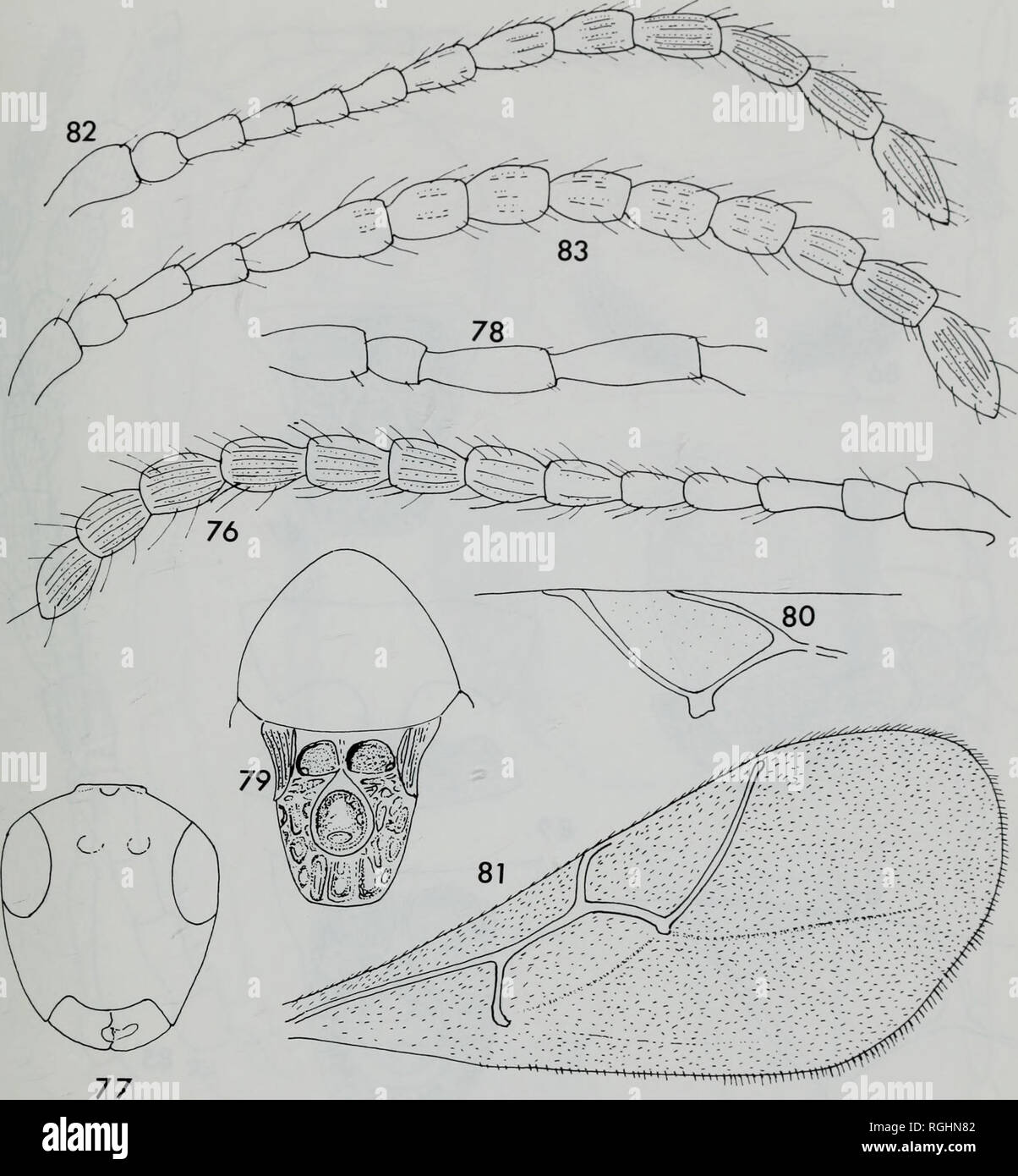 Trybliographa hi-res stock photography and images - Alamy
