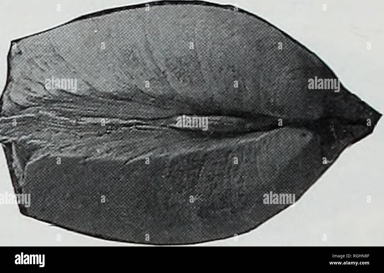 Oklahoma museum of natural history hi-res stock photography and images ...