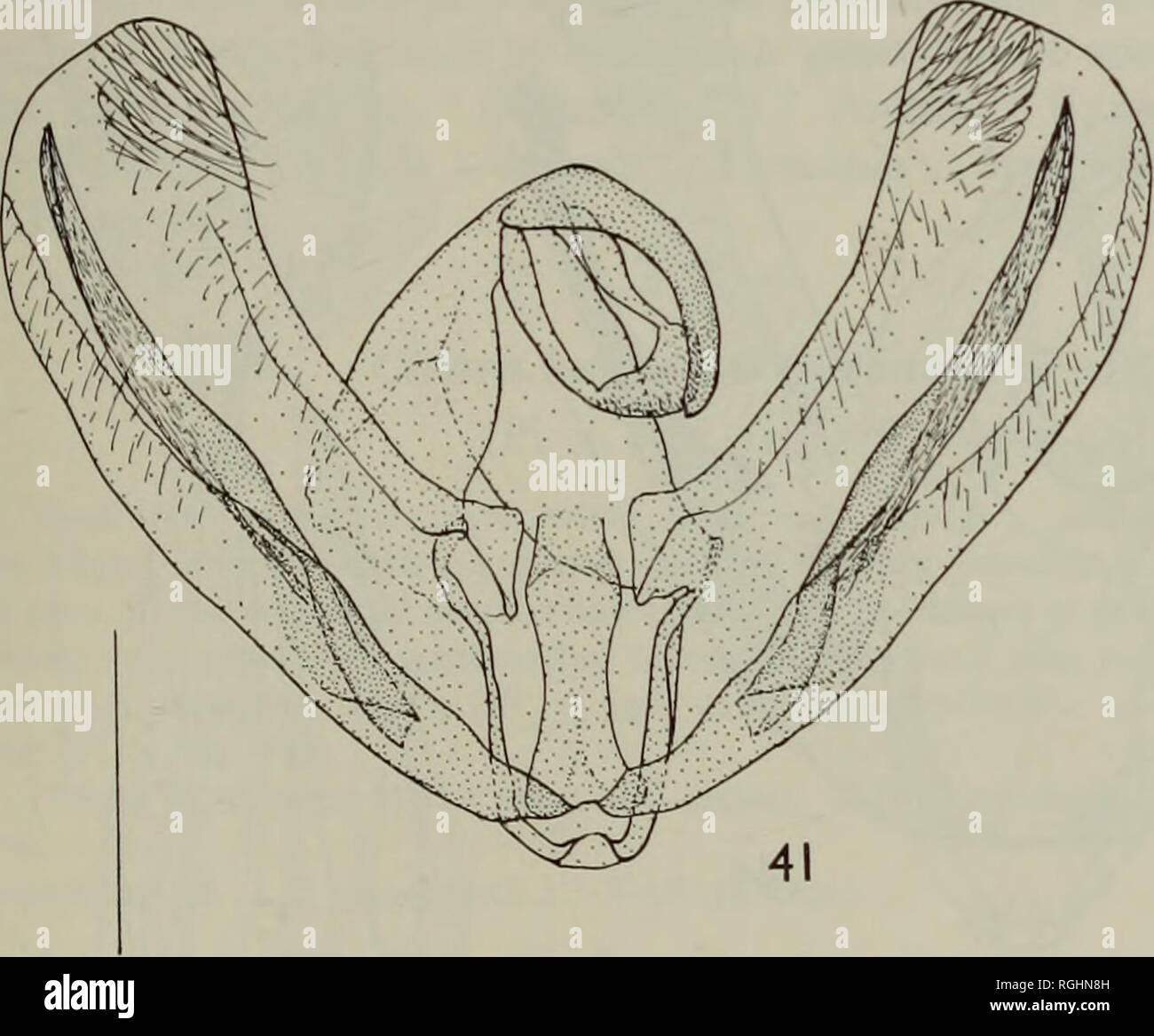 Spatulate process hi-res stock photography and images - Alamy