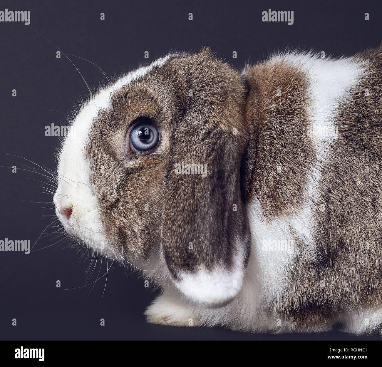 Light Brown and white Rabbit isolated against gray background Stock ...