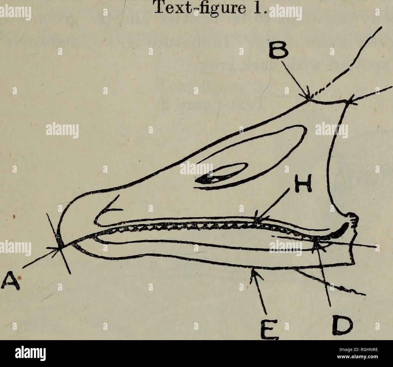 . Bulletin of the British Ornithologists' Club. 1947-48 119 Vol. 66 ...