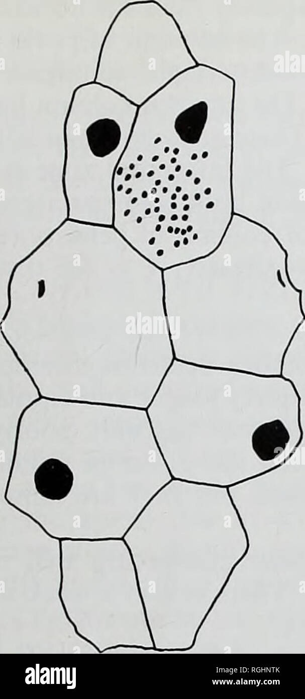 . Bulletin of the British Museum (Natural History), Geology. CRETACEOUS ...