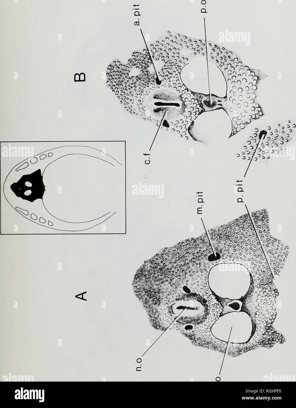 Ostracoderm hi-res stock photography and images - Alamy