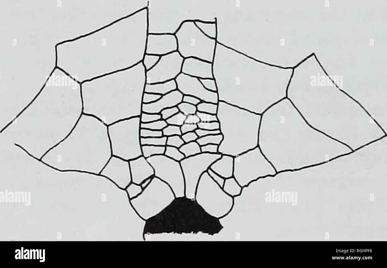 Phyllode hi-res stock photography and images - Alamy