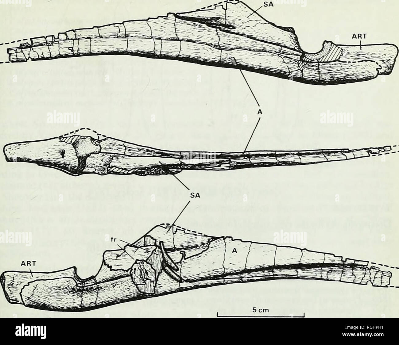 . Bulletin of the British Museum (Natural History). UPPER JURASSIC ...