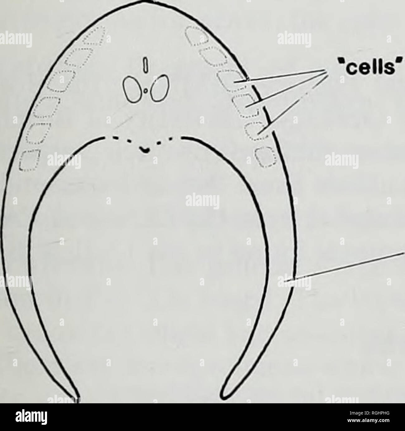 . Bulletin of the British Museum (Natural History), Geology. DOWNTONIAN ...