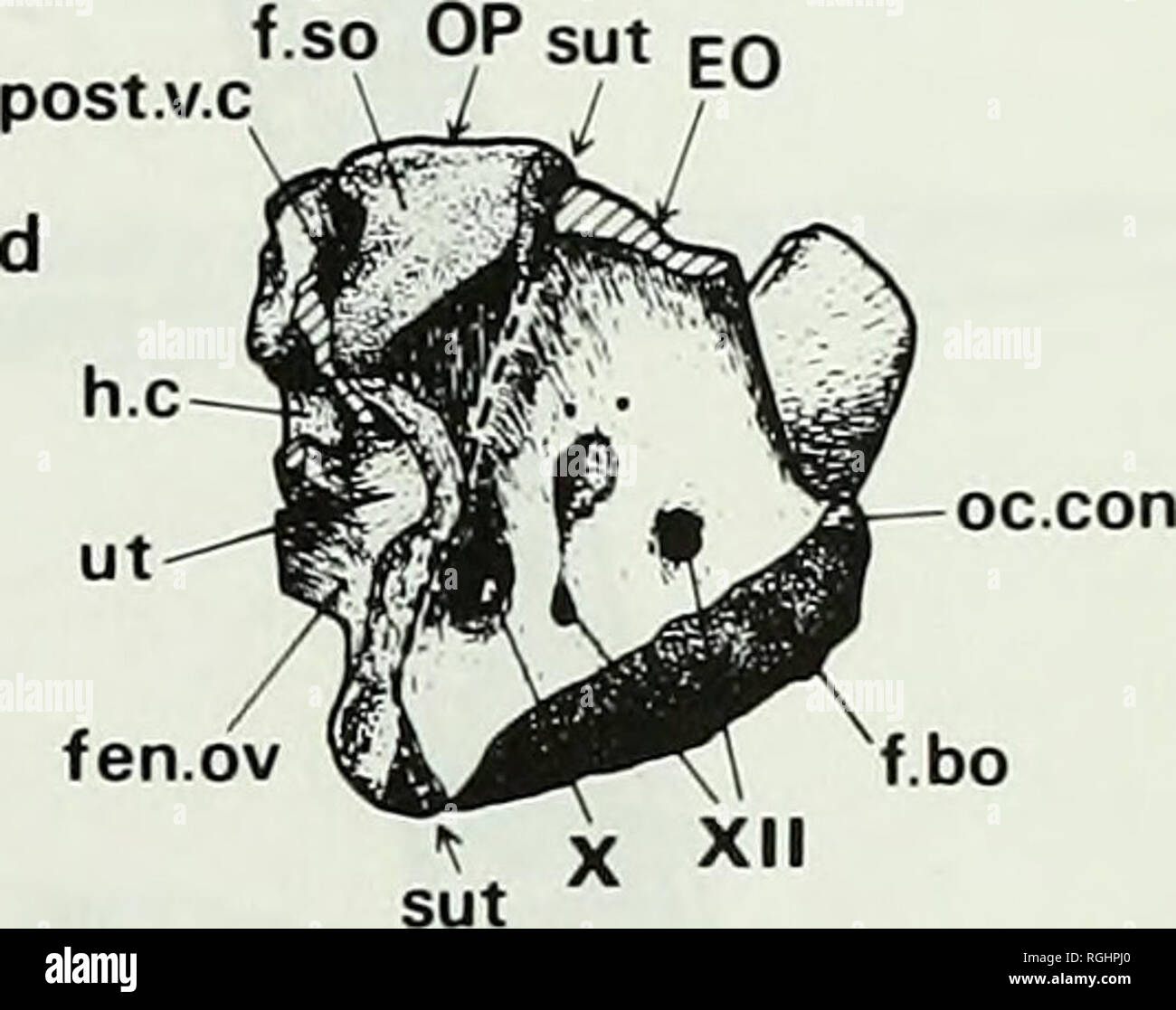 Occipital posterior position hi-res stock photography and images - Alamy