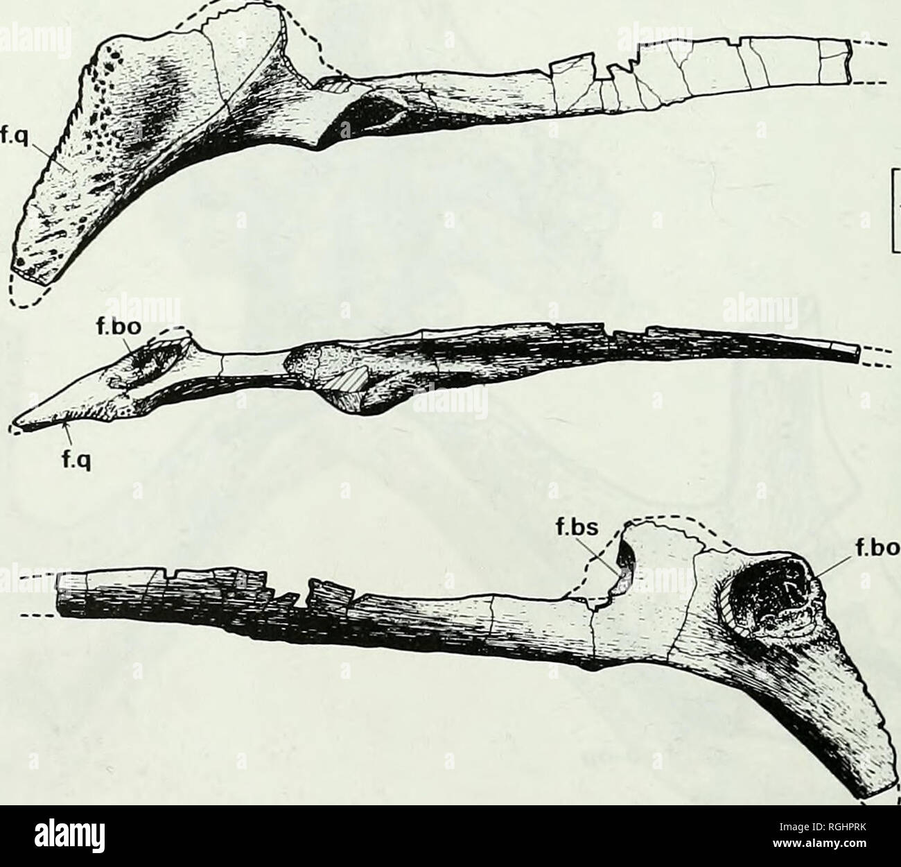 Head dorsal aspect sp hi-res stock photography and images - Alamy