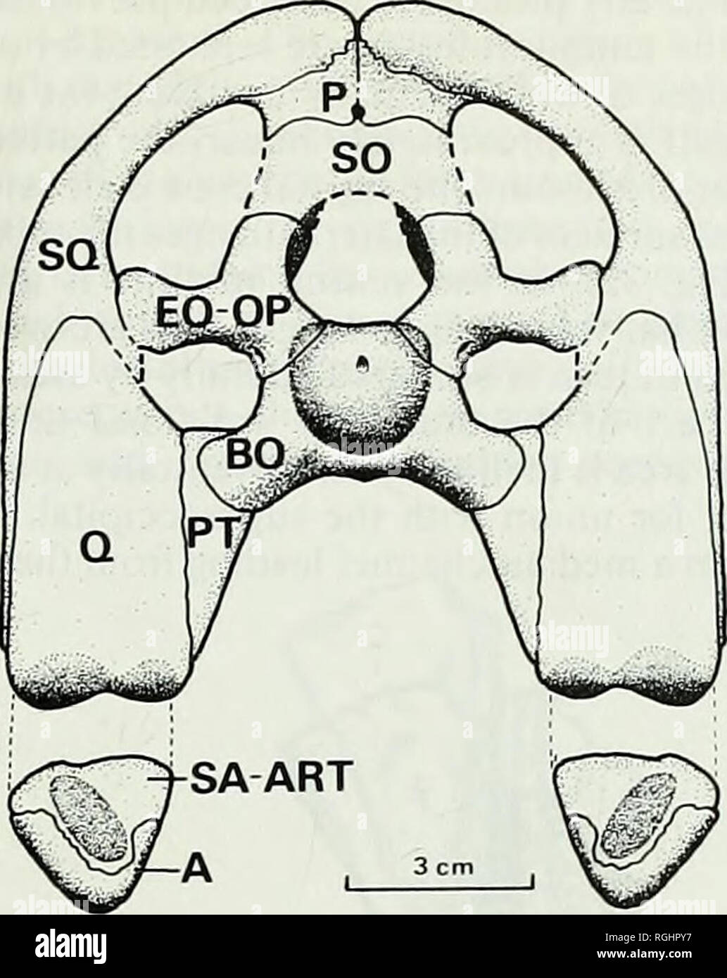 . Bulletin of the British Museum (Natural History). UPPER JURASSIC ...