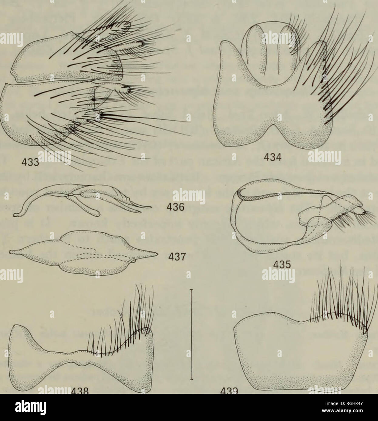 Stiletto flies hi-res stock photography and images - Alamy