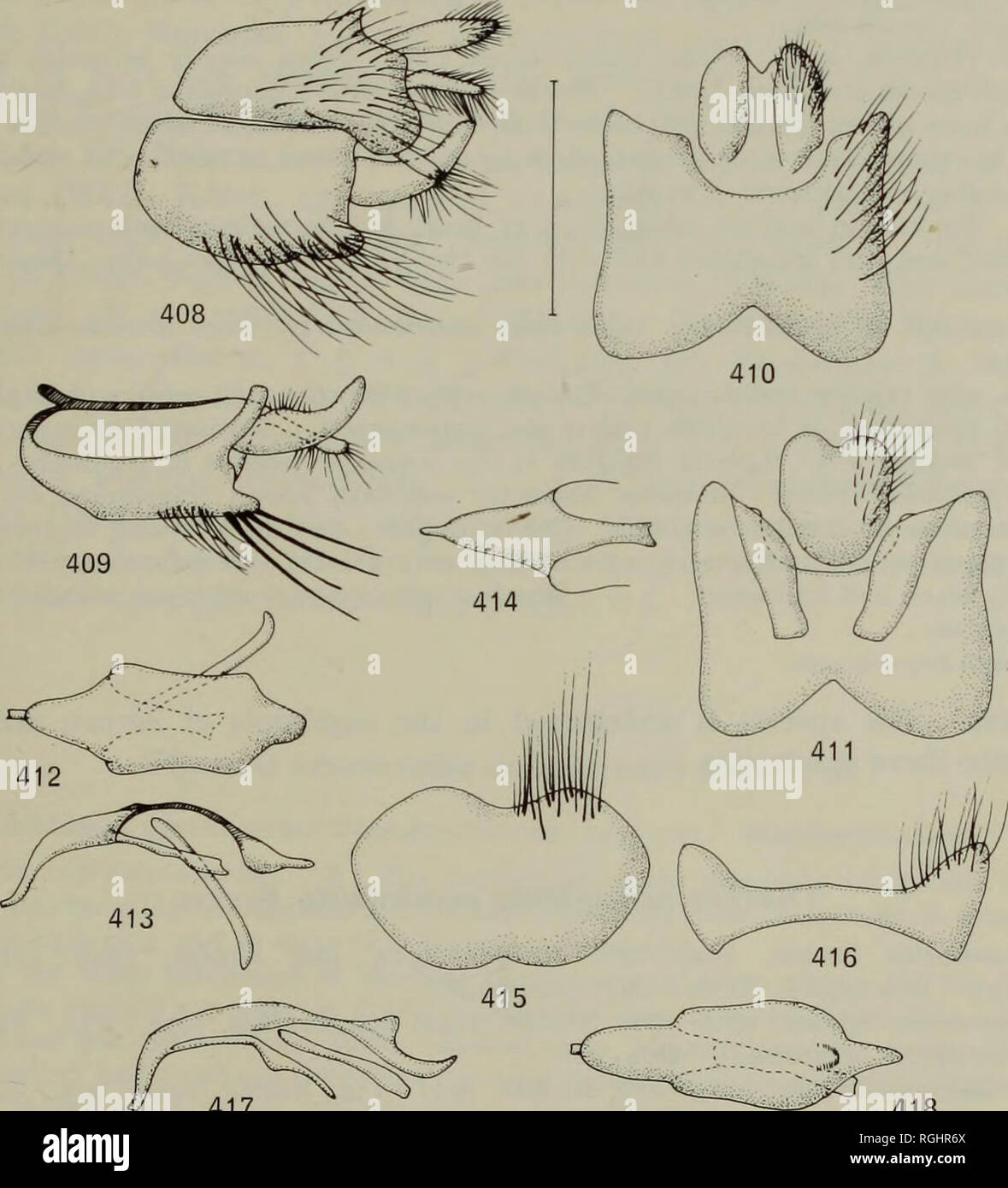 Stiletto flies hi-res stock photography and images - Alamy