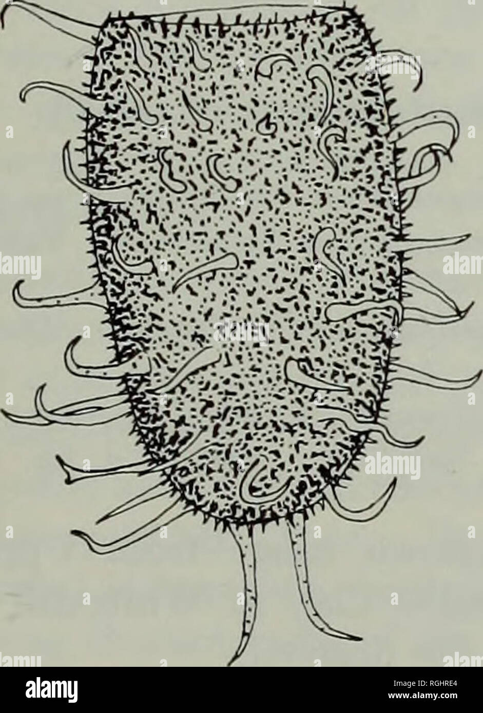 Ovoidal pole hi-res stock photography and images - Alamy