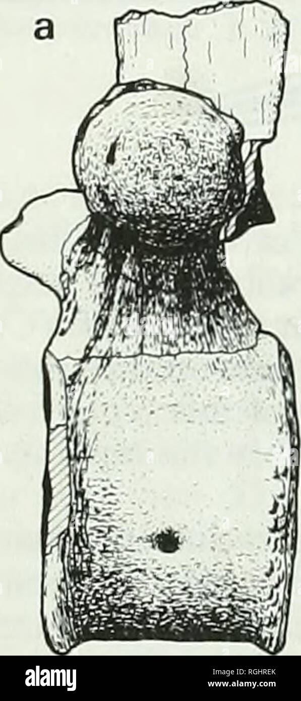 . Bulletin of the British Museum (Natural History). 270 D. S. BROWN In ...