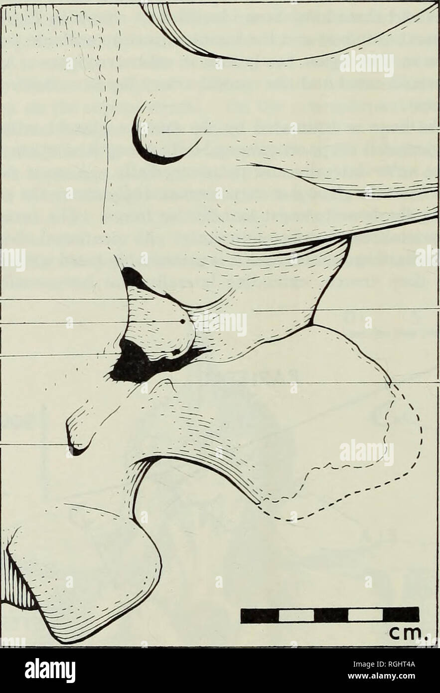 . Bulletin of the British Museum (Natural History), Geology. 494 ...