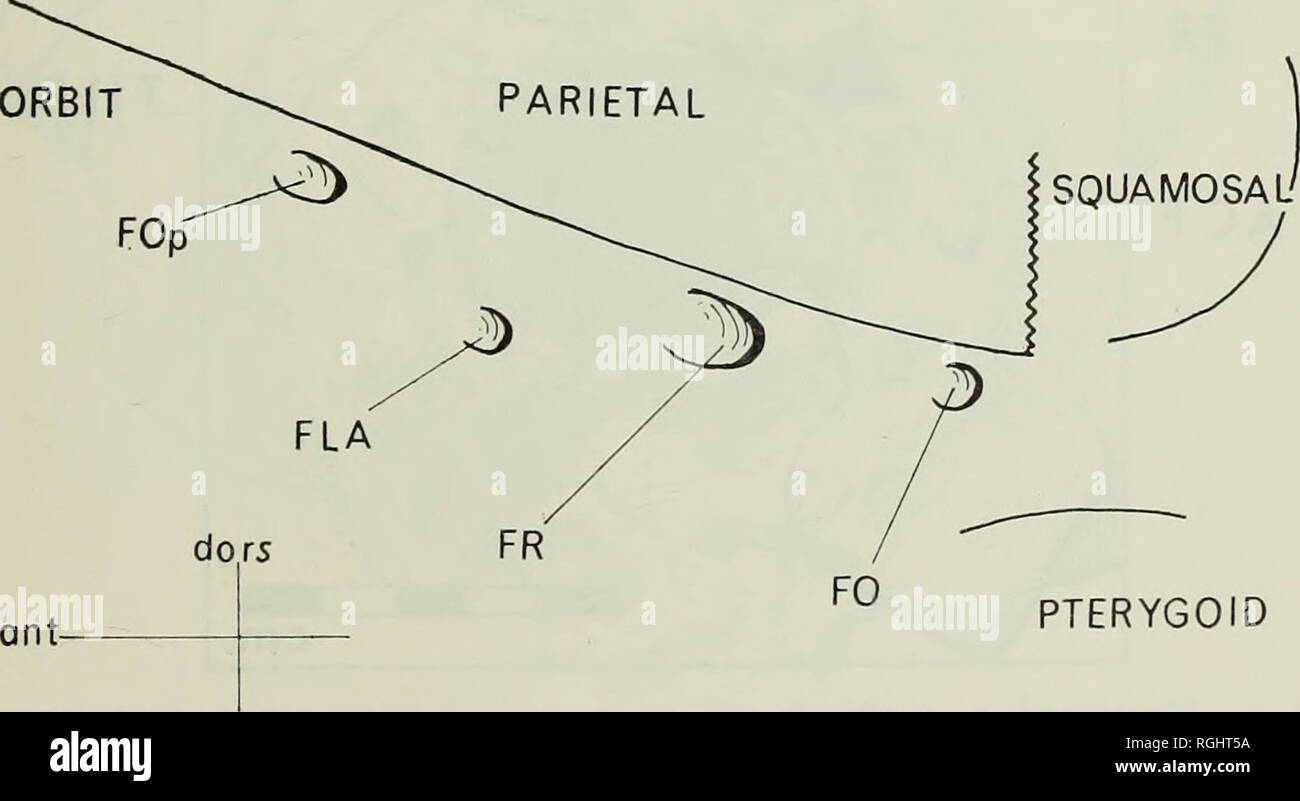Bone fossil muscle hi-res stock photography and images - Alamy