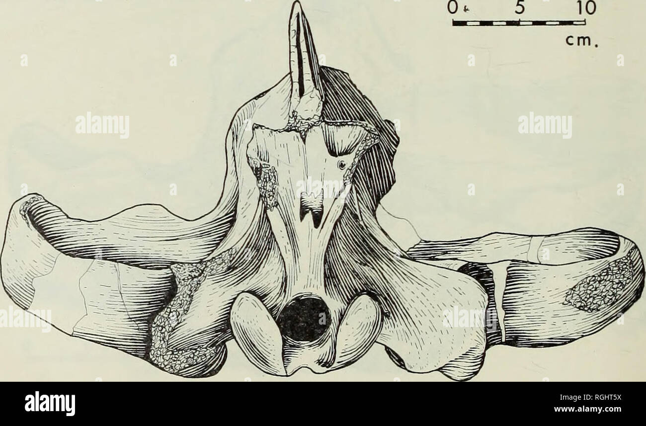 . Bulletin of the British Museum (Natural History), Geology. 49 ...