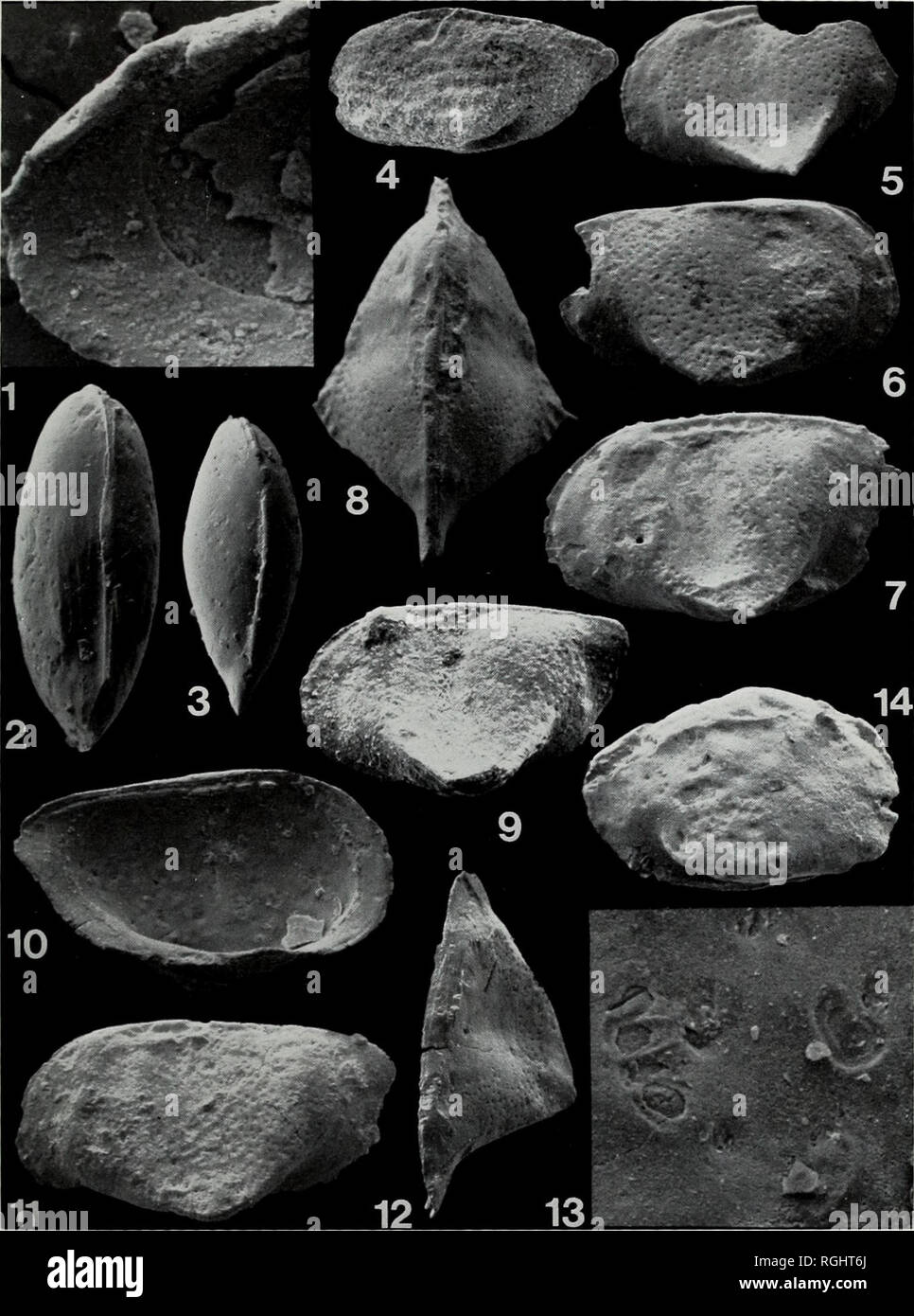 . Bulletin of the British Museum (Natural History), Geology. Bull. Br ...