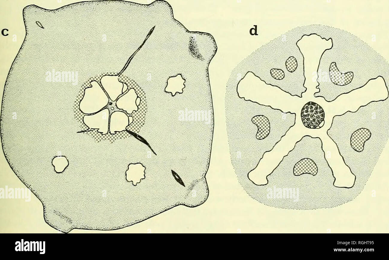 . Bulletin of the British Museum (Natural History). o