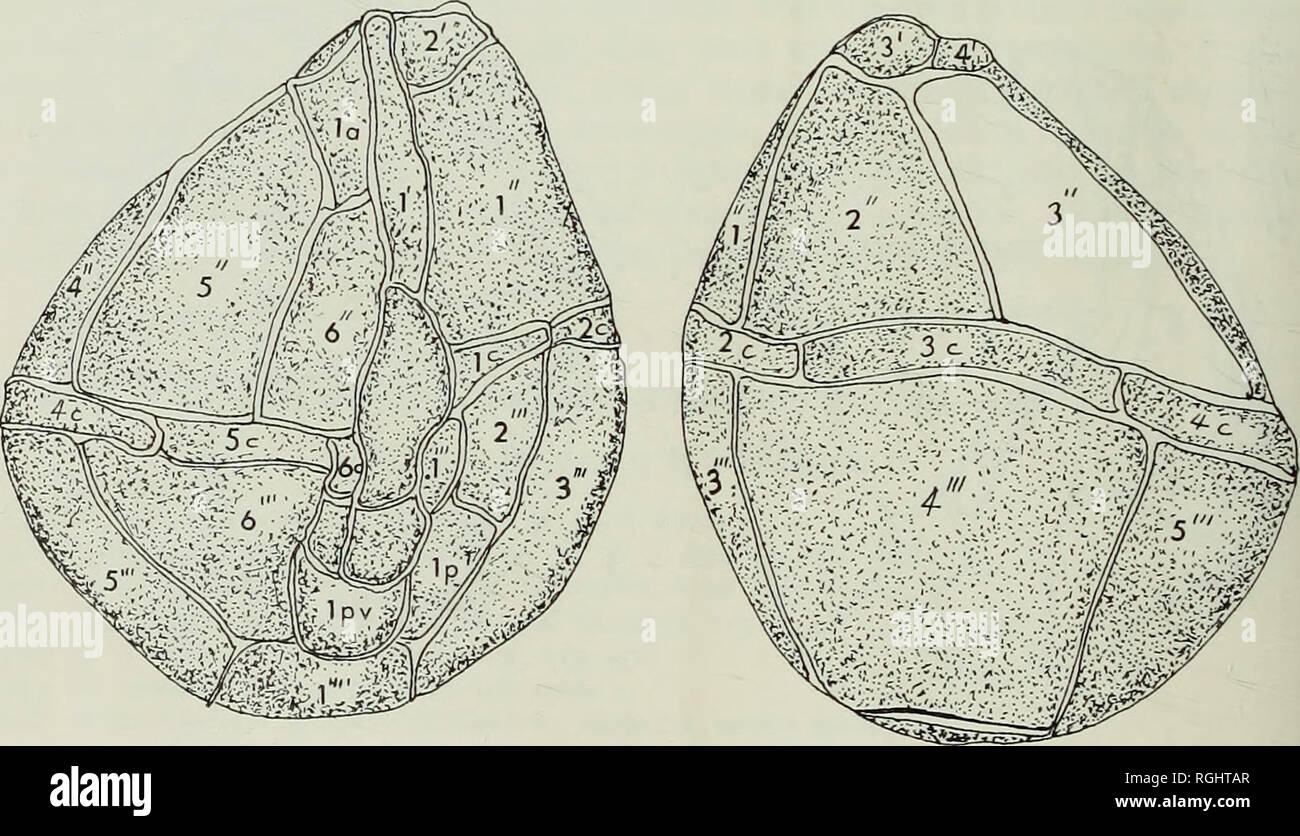 Ovoidal Plate High Resolution Stock Photography and Images - Alamy
