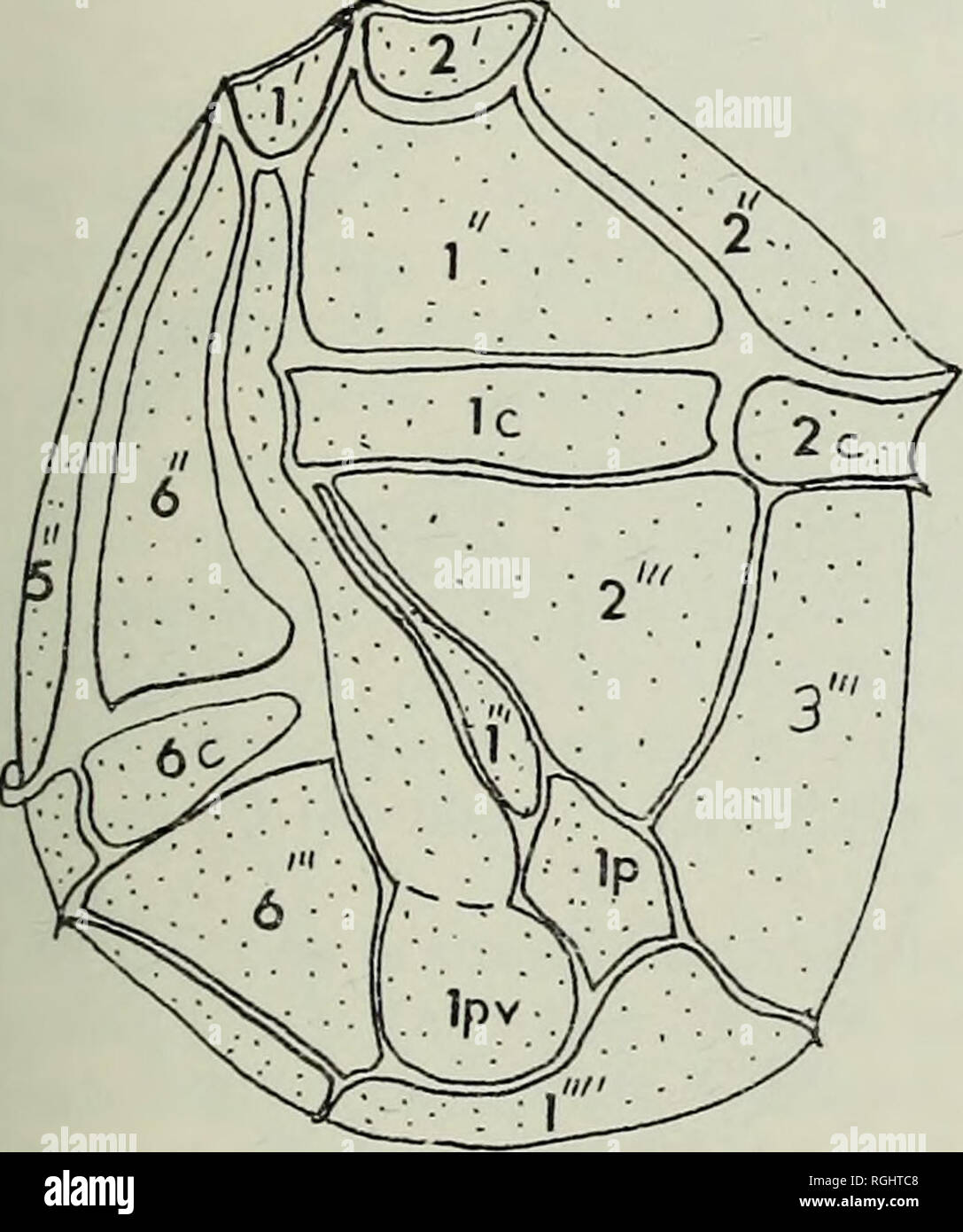 Ovoidal plate hi-res stock photography and images - Alamy