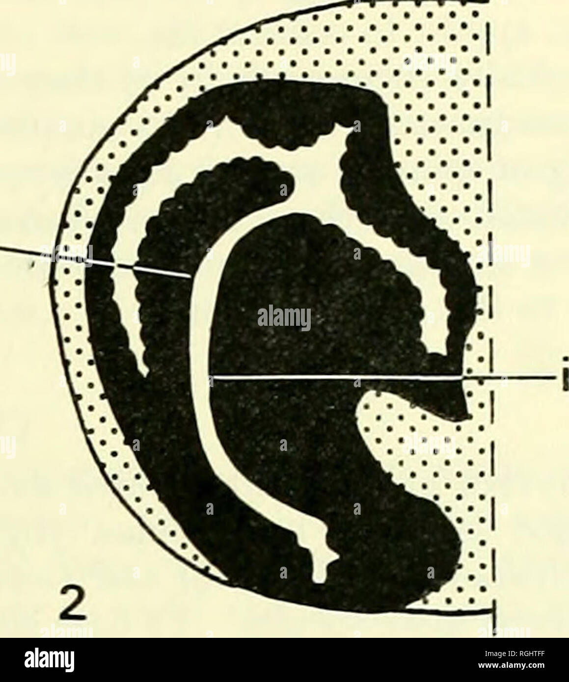 Hemipenis hi-res stock photography and images - Alamy