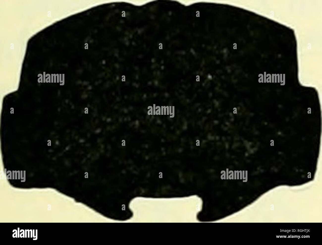 External nares hi-res stock photography and images - Alamy