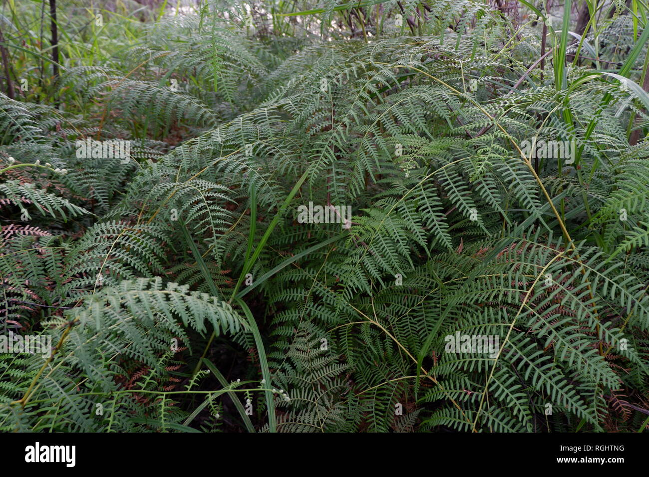 Fern bush hi-res stock photography and images - Alamy