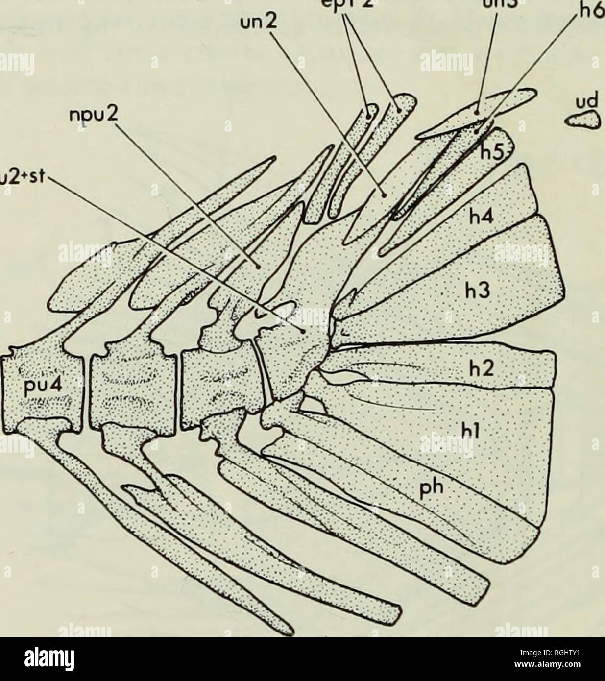 . Bulletin of the British Museum (Natural History), Geology. 274 TWO ...