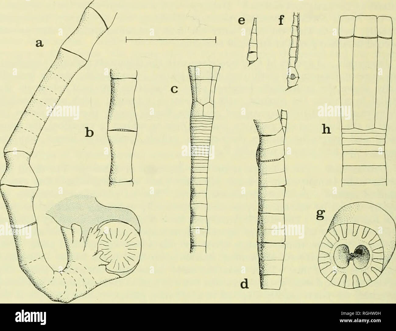 Polyarthra sp hi-res stock photography and images - Alamy
