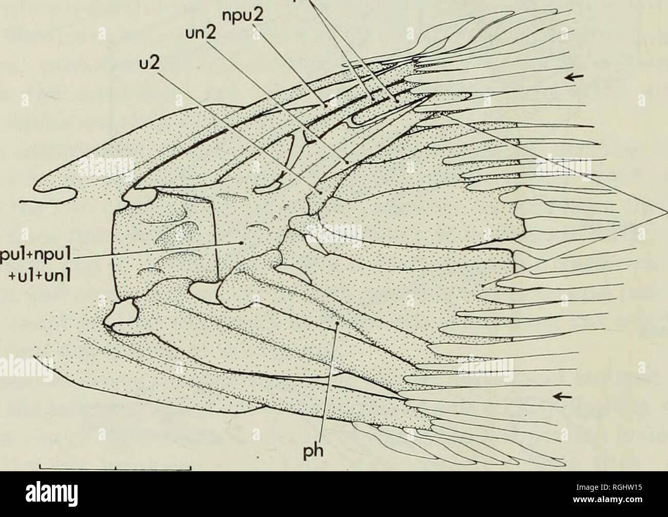 . Bulletin of the British Museum (Natural History), Geology. 270 TWO ...