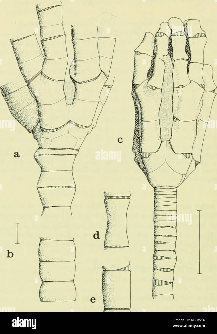 Gisleni hi-res stock photography and images - Alamy