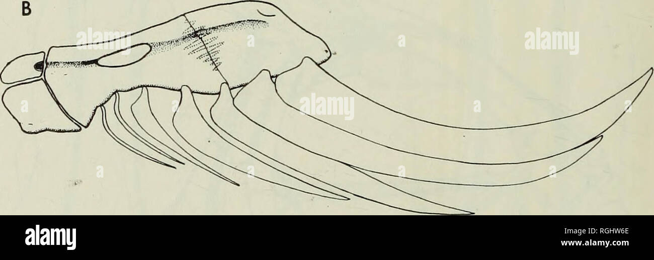. Bulletin of the British Museum (Natural History), Geology. . Fig. 32 ...