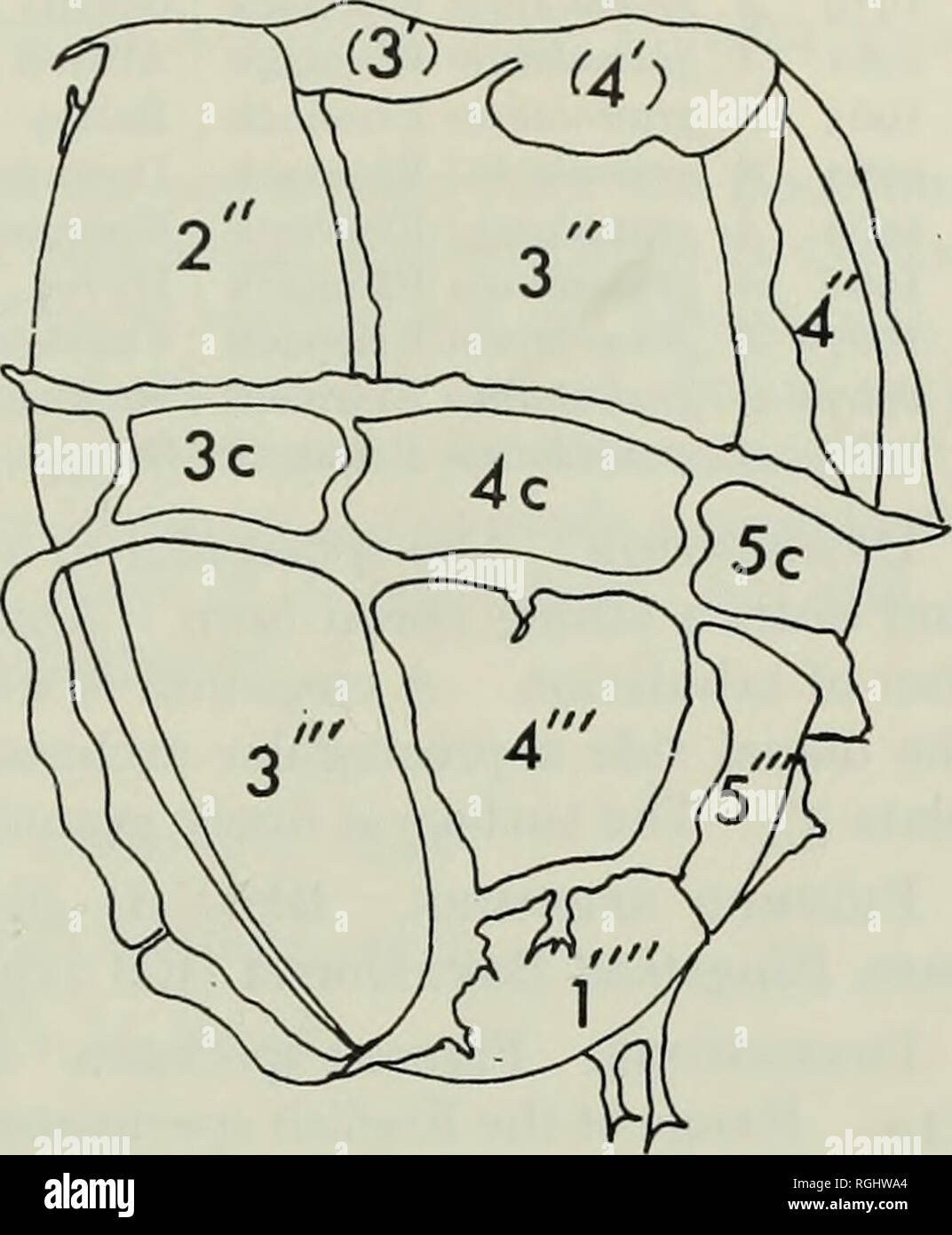 . Bulletin of the British Museum (Natural History), Geology. . Fig. 21 ...