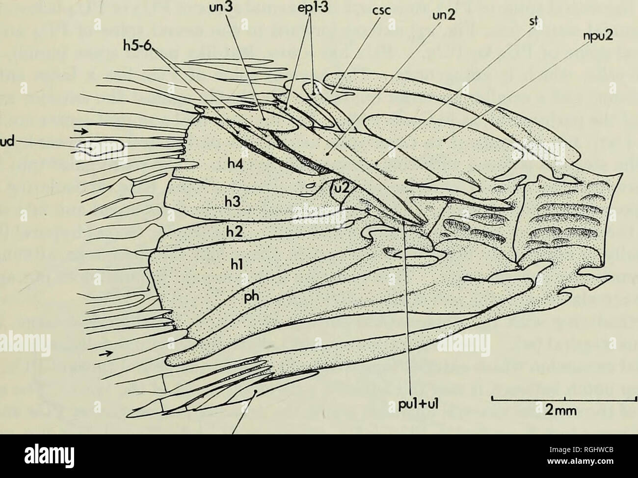 . Bulletin of the British Museum (Natural History), Geology. FISHES ...
