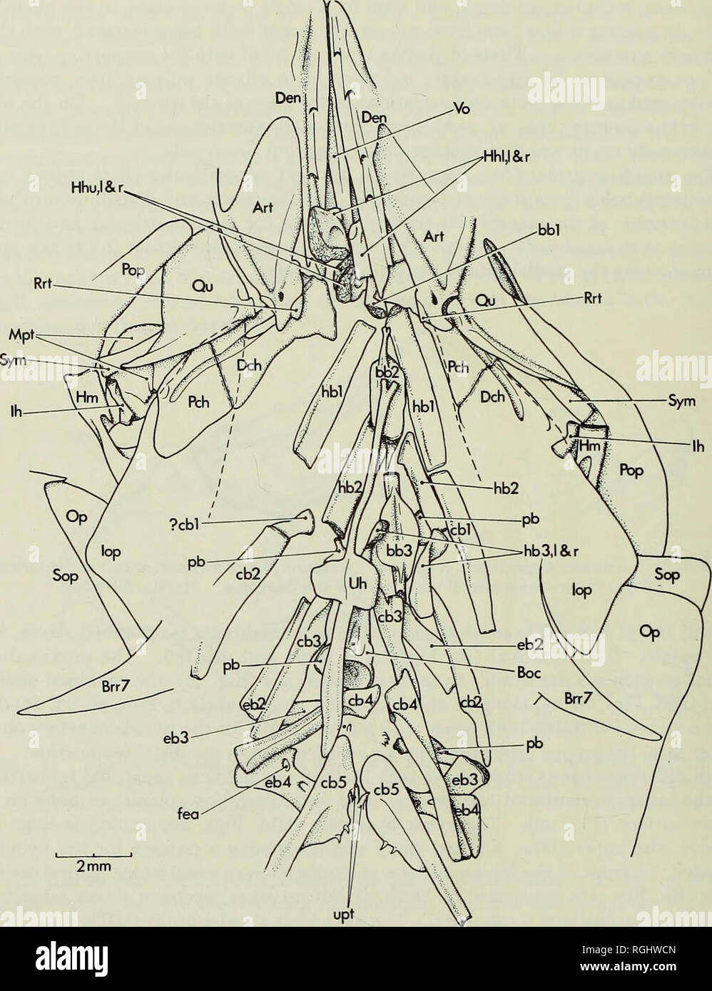 Crushed skull of hi-res stock photography and images - Alamy