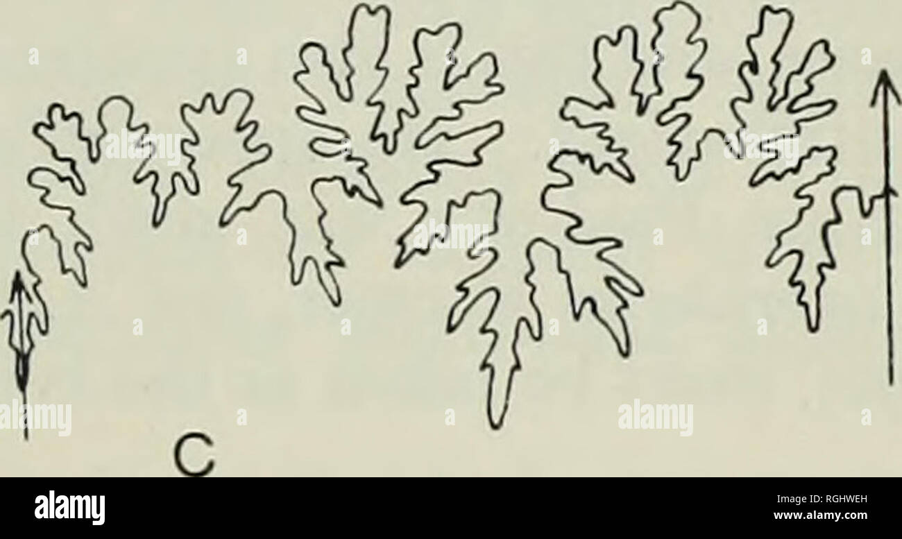 Ammonite sutures hi-res stock photography and images - Alamy