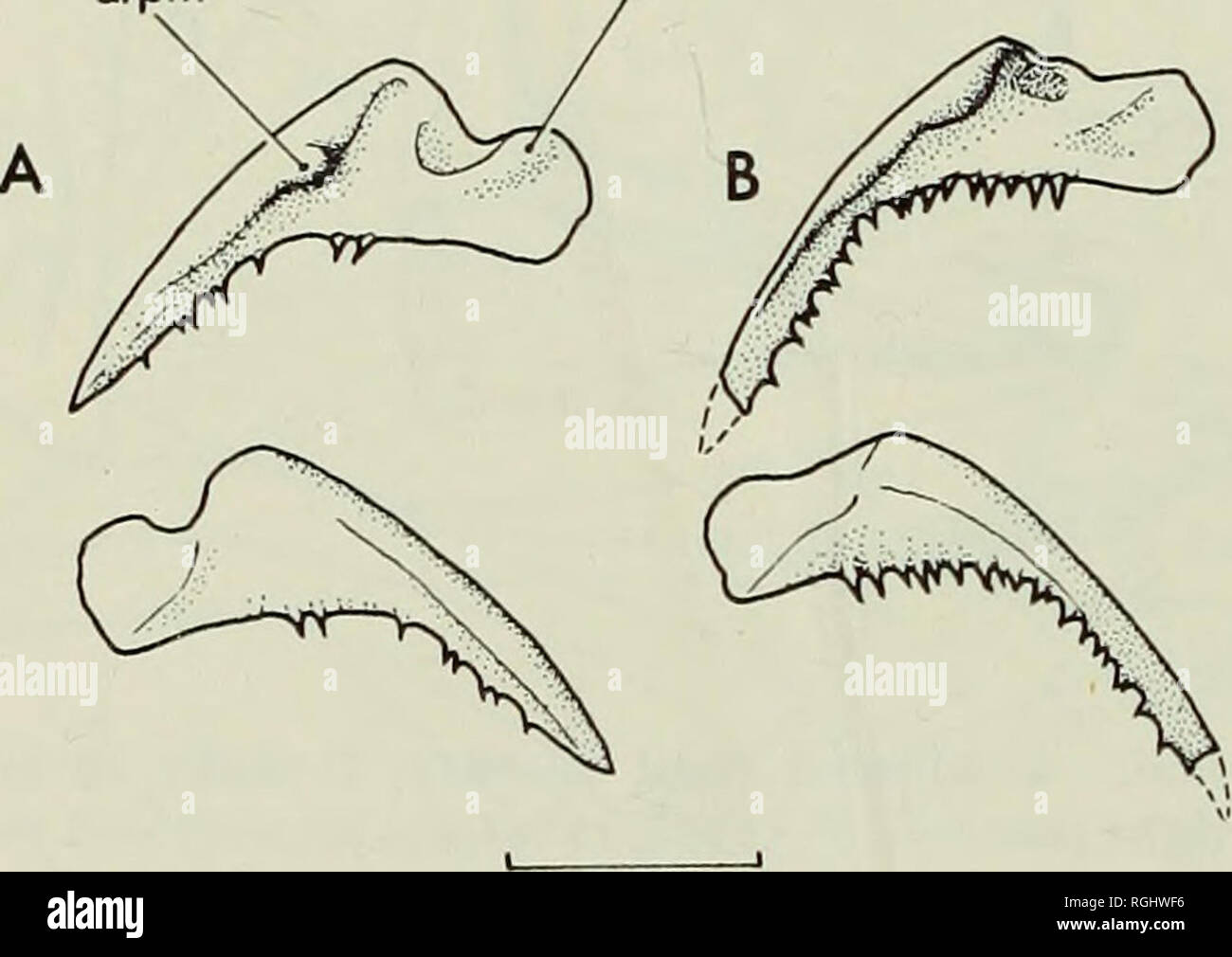 Maxilla cretaceous hi-res stock photography and images - Alamy