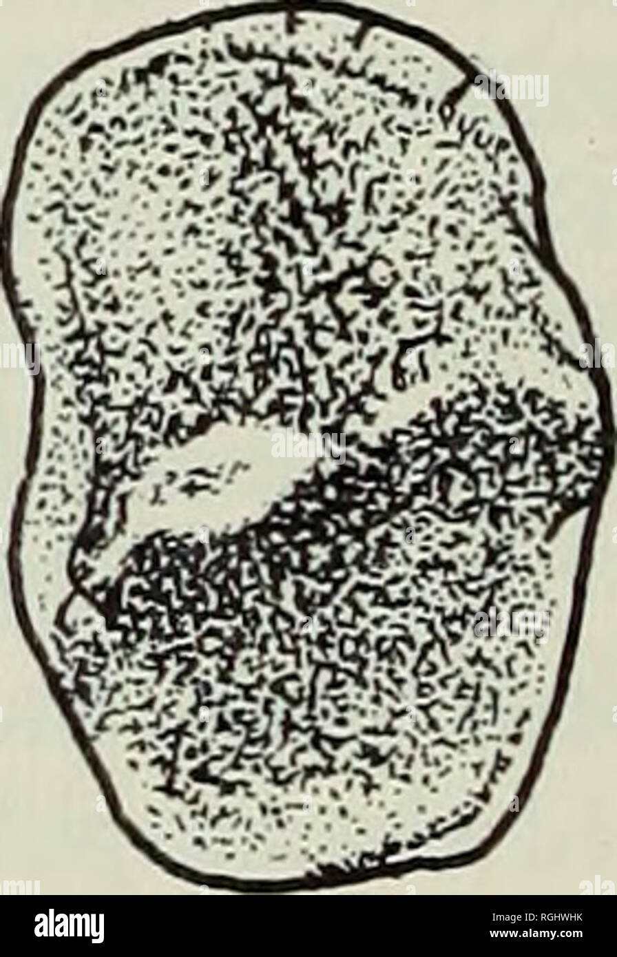 Conical cusp hi-res stock photography and images - Alamy